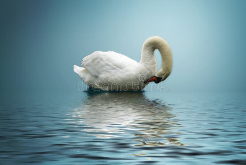 One swan stock image. Image of evening, beauty, elegance - 29760589