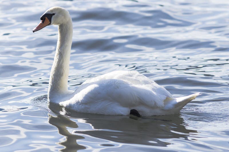 Swan on blue lake water stock image. Image of peaceful - 66817315