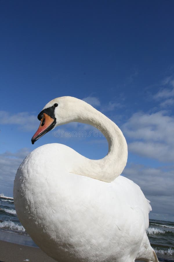 Swan and blue sky stock photo. Image of blue, white, baltic - 11055966