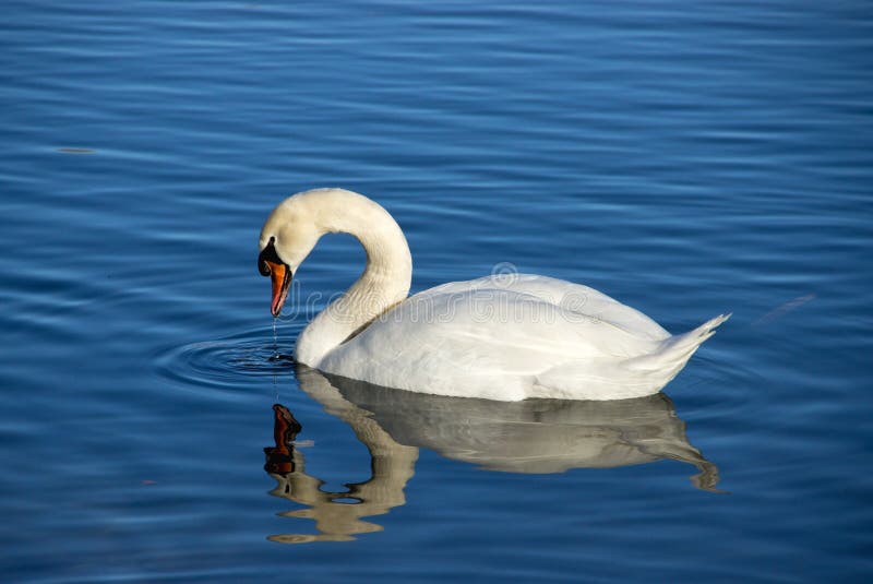 Swan on Blue Water Table stock image. Image of bird, goose - 40774129