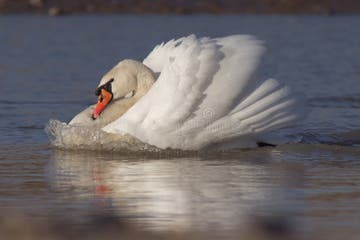 Swan with bow wave stock photo. Image of cygnus, blue, waterfowl - 657544