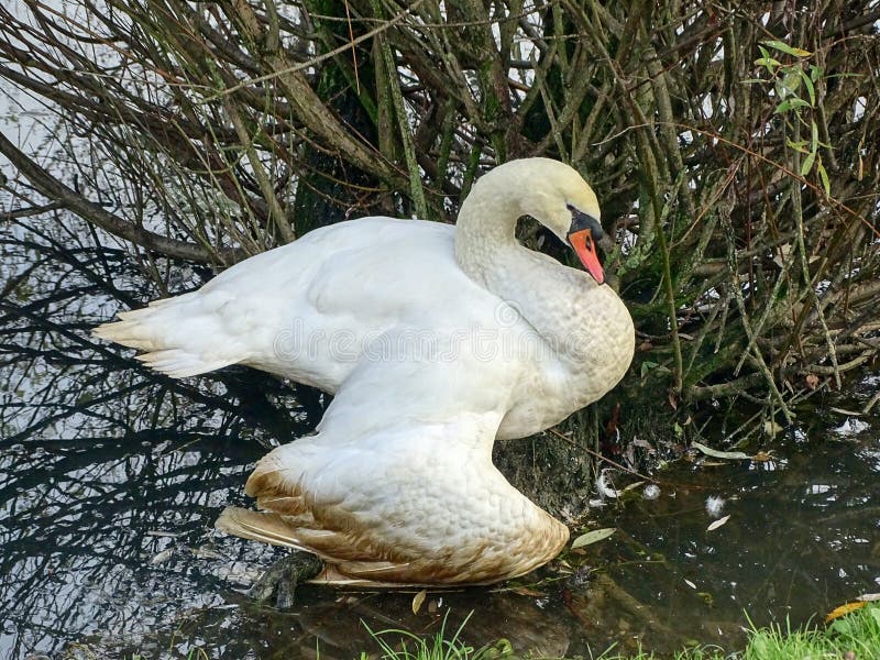 A swan with a broken wing stock image. Image of branches - 141955193