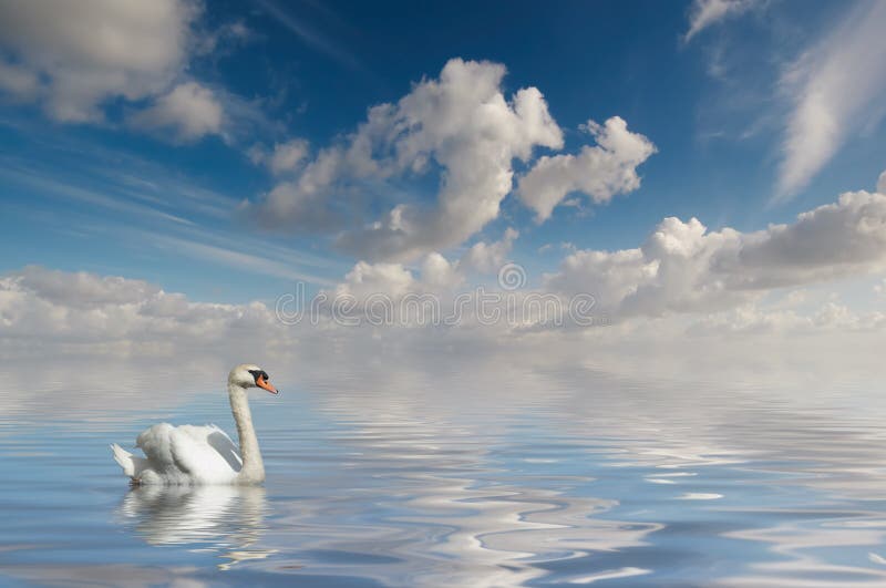 Swan in calm water stock image. Image of peaceful, swimming - 887965