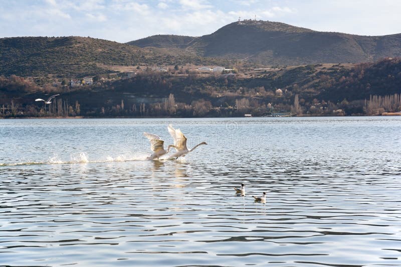 Swan chase stock photo. Image of chasing, behavior, chase - 56036998