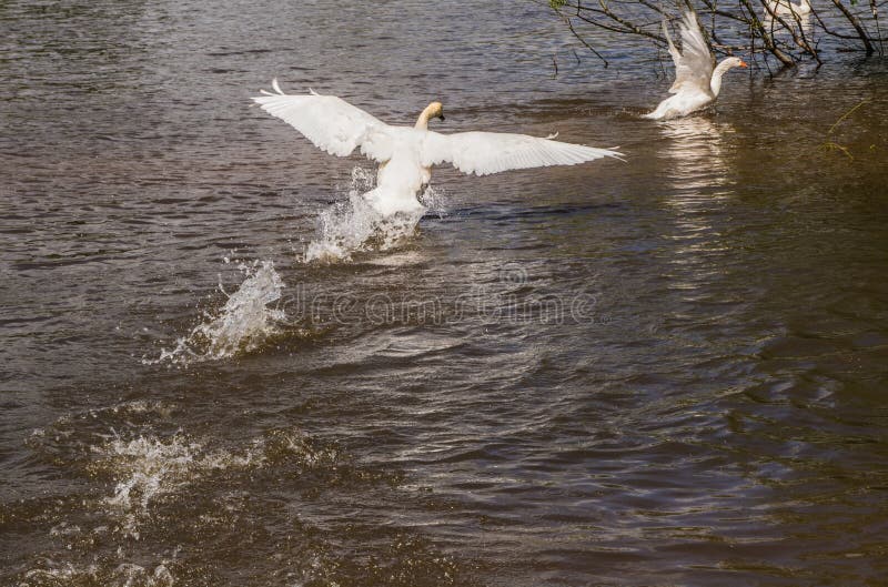 Swan Chases Goose stock image. Image of aggressive, shimmer - 40839885