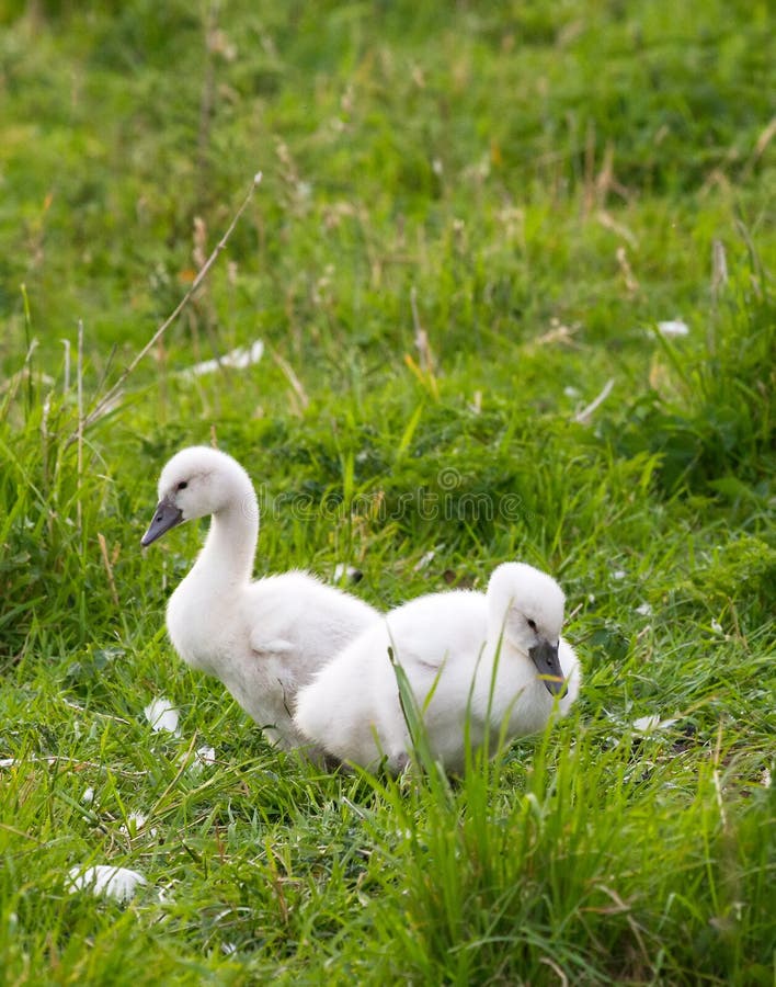 Swan chicks stock image. Image of spring, young, beautiful - 25530035