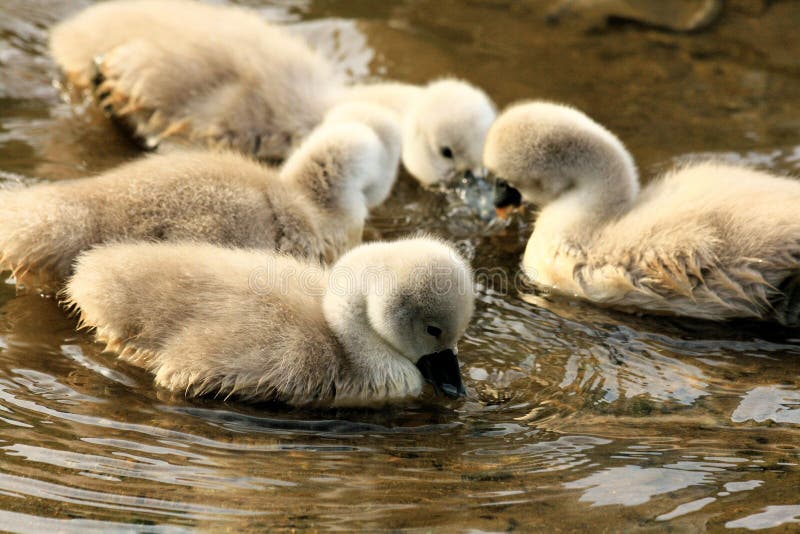 Swan with chicks stock image. Image of pond, emigrant - 79940593