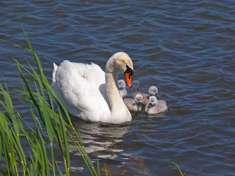 Swan with chicks stock image. Image of quack, duckling - 41283825