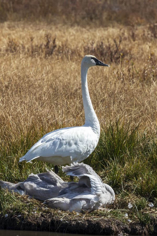 Swan with Chicks at Yellowstone National Park. USA. Stock Photo - Image ...