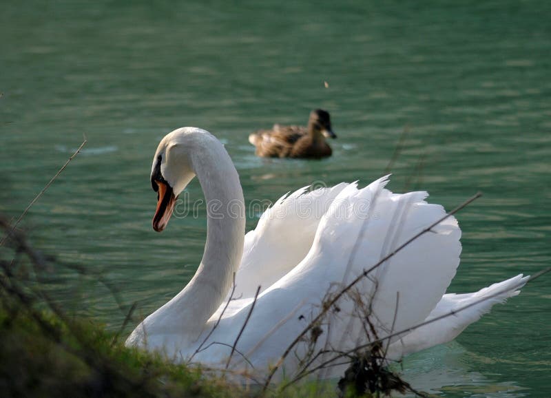 Swan an child (*) stock image. Image of white, feather - 1416373
