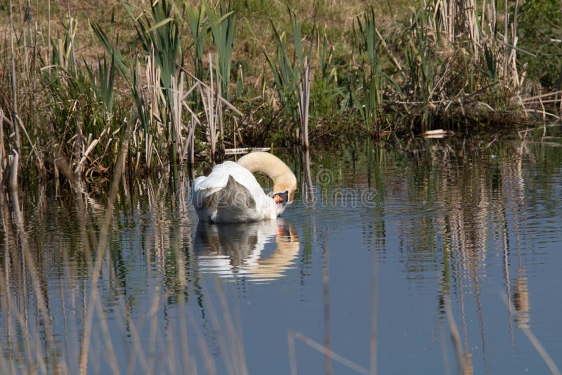 Swan is cleaning himself stock image. Image of reserve - 94502561
