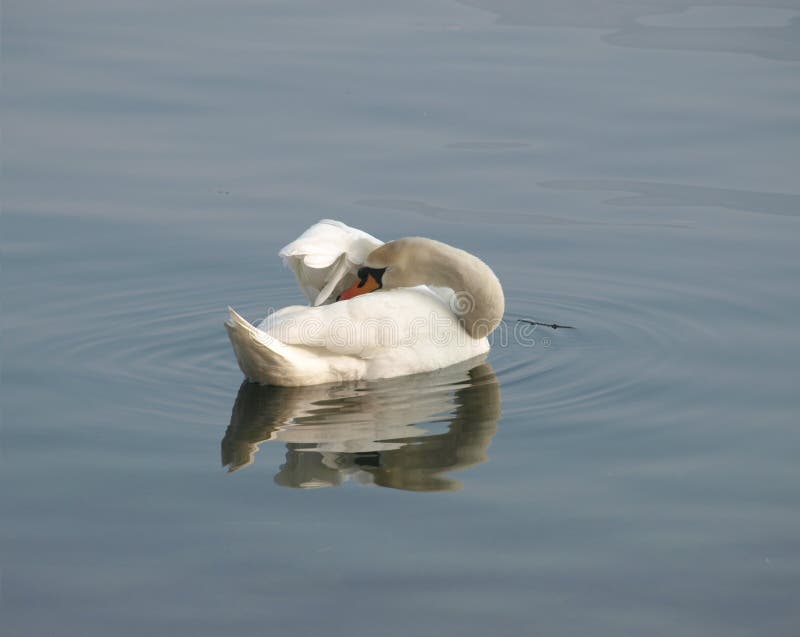 Swan cleaning itself stock photo. Image of animal, white - 121997946