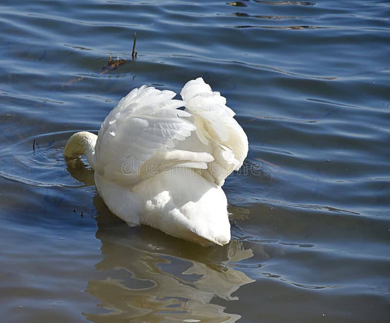 Swan stock image. Image of purity, peacefulness, ruffled - 178879337