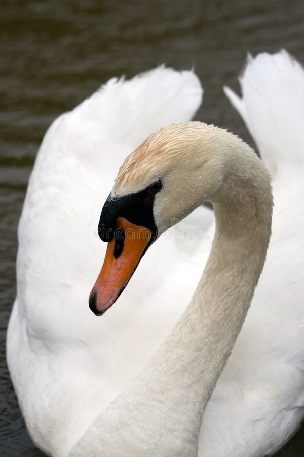 Swan Close-up stock image. Image of white, black, vertical - 9672717