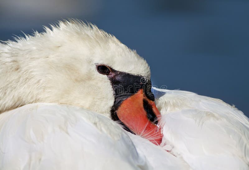 Swan close-up stock photo. Image of bird, graceful, clean - 42002974