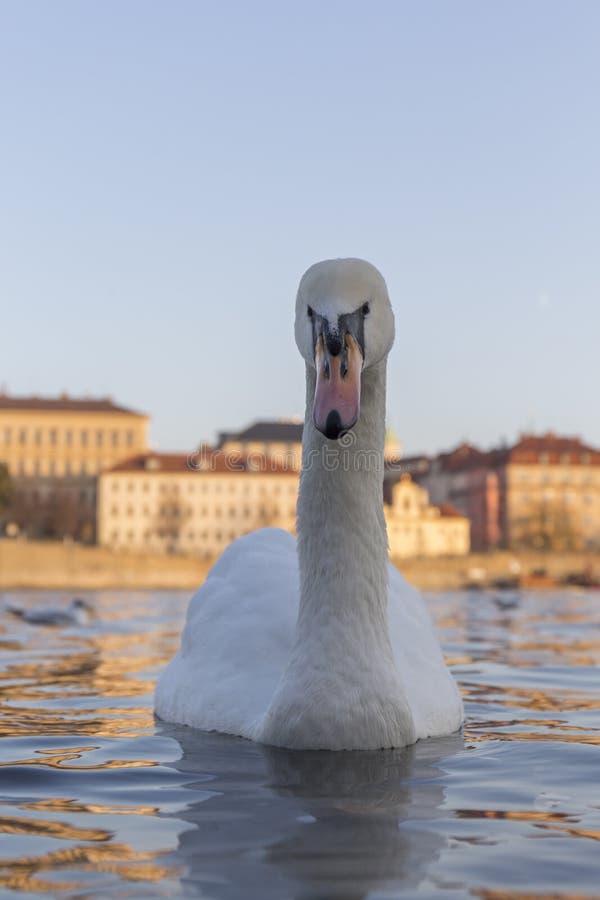 Swan stock photo. Image of swim, watching, grace, park - 181354054