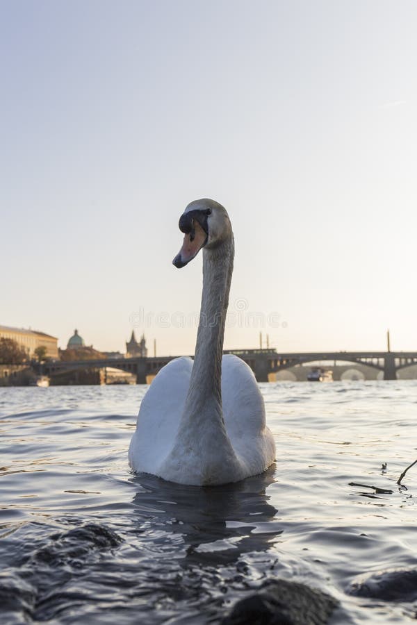 Swan stock photo. Image of wing, head, cygnus, peaceful - 181354058