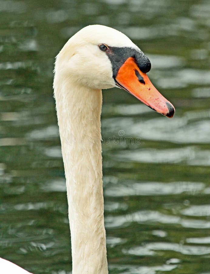 Swan stock photo. Image of feathered, orange, avian, animal - 57471164
