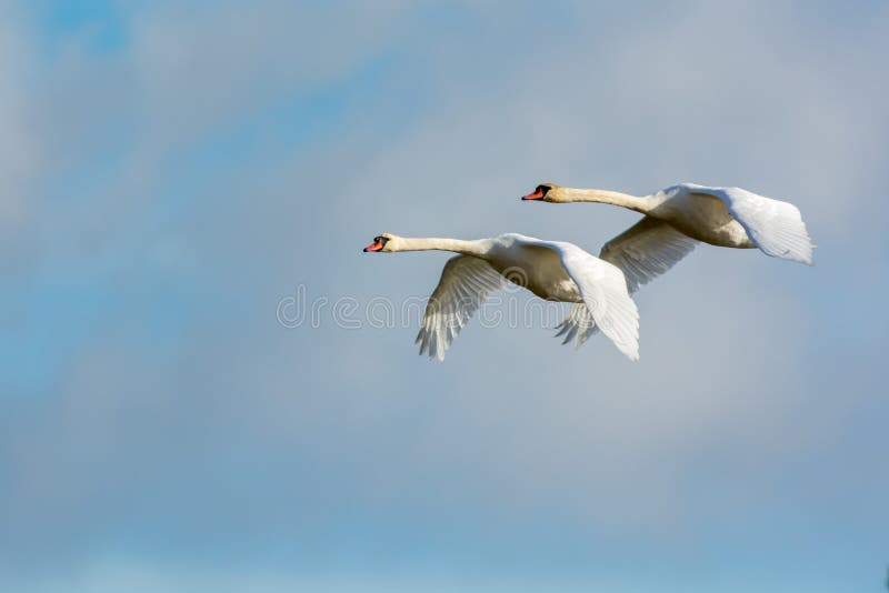 Fly swan in Sweden stock photo. Image of closeup, fieldsweden - 129810780