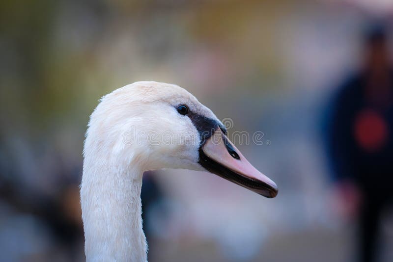 Swan close up stock photo. Image of neck, wilderness - 81416216