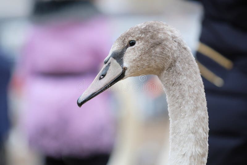 Swan close up stock image. Image of wing, nature, wildlife - 81415613