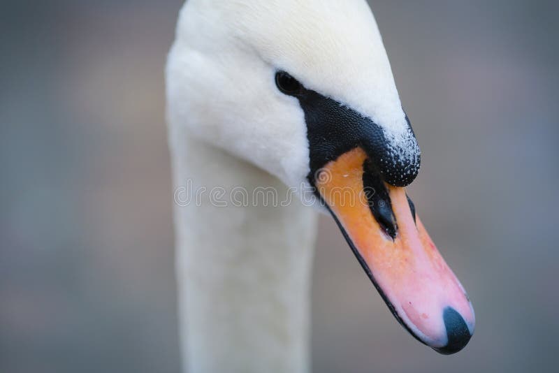 Swan close up stock photo. Image of neck, wilderness - 81416216