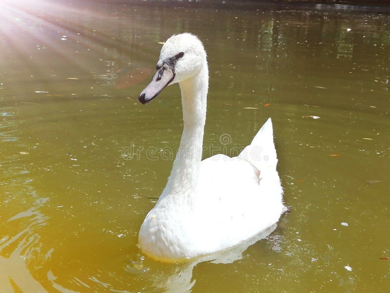 Swan closeup. stock photo. Image of duck, closeup, water - 267654668