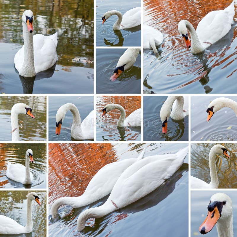 Swan collage stock image. Image of dive, feather, morning - 24397215