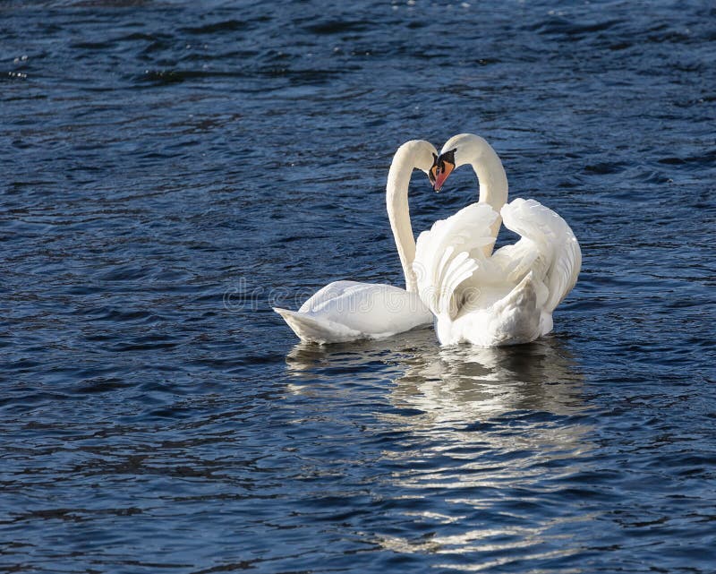 Romantic swan couple. stock photo. Image of pair, fauna - 24847314