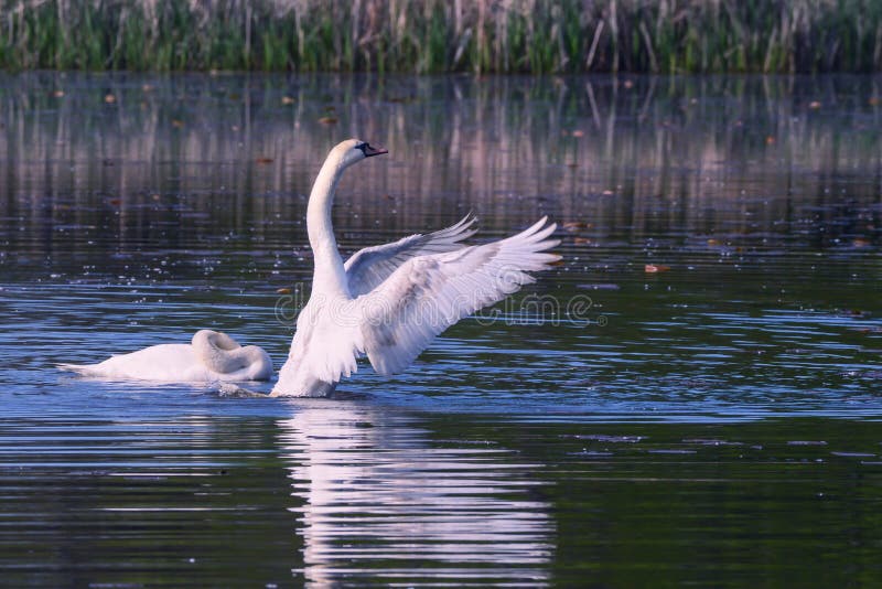 Swan couple stock photo. Image of feather, chicken, couple - 53193156