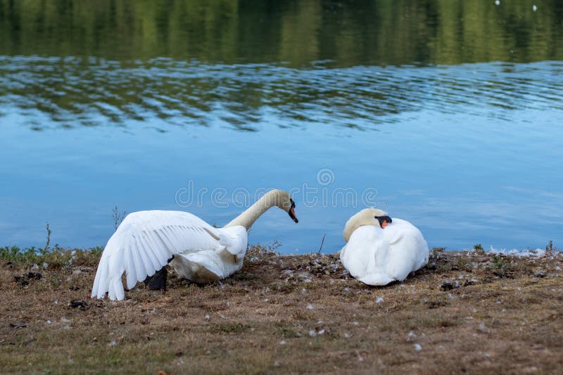Swan Couple Resting at the Shore of a Lake in a Park Stock Photo ...