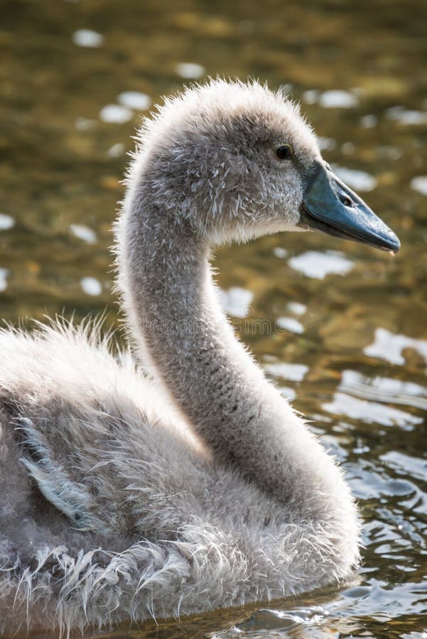 Swan cygnet stock image. Image of fluffy, family, feather - 42677625