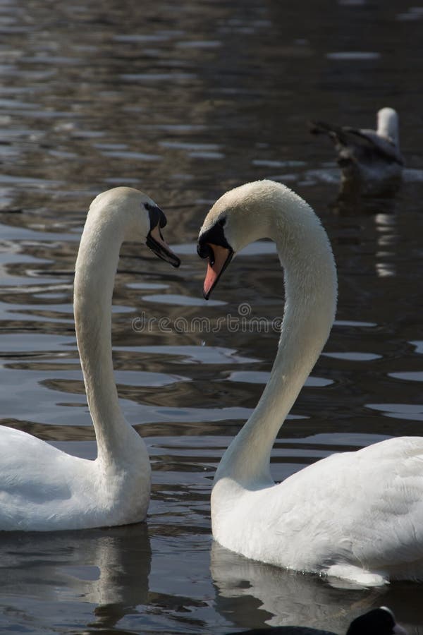 Swan (Cygnini) stock image. Image of swan, bird, tame - 73197001