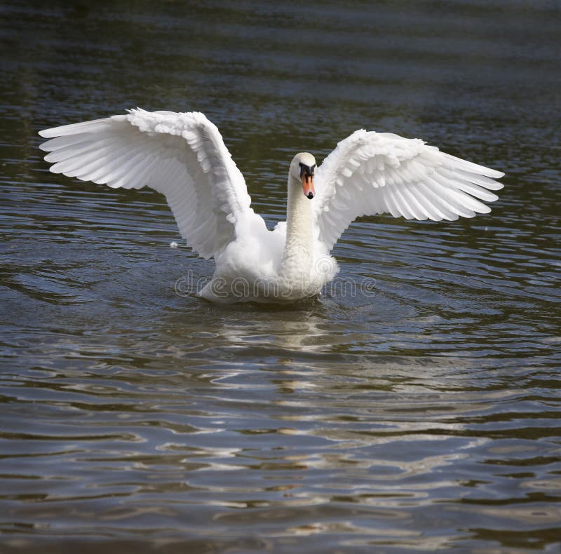 Swan Dance stock image. Image of outdoors, swan, lake, eola - 123965