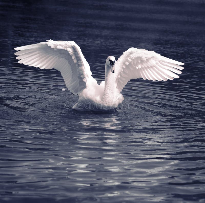 Swan Dance stock image. Image of outdoors, river, wing - 6683599