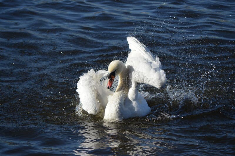 Swan Dancer stock photo. Image of elegant, splash, ballet - 34521450