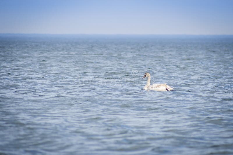 Swan in deep blue sea 3 stock photo. Image of peaceful - 90210462