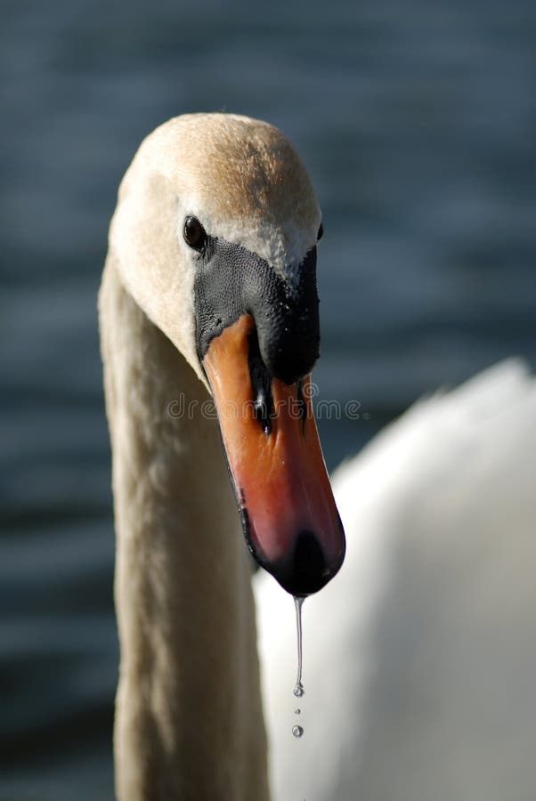 Swan stock photo. Image of swan, spring, water, outdoors - 69732668