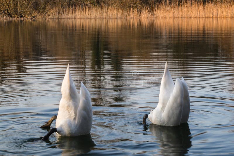 Swan Dive stock image. Image of diving, underwater, pond - 39167877