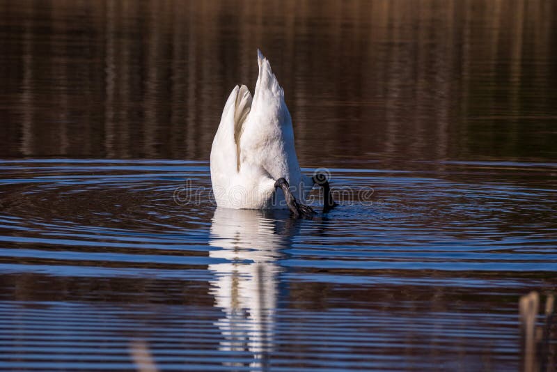 The swan dived for prey stock photo. Image of birds - 245414292