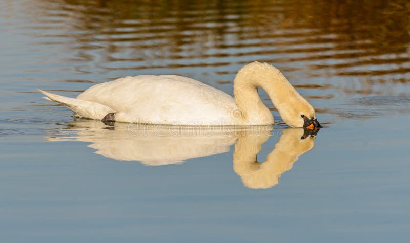 Swan Diving Head into Water Stock Photo - Image of birds, mute: 169954572