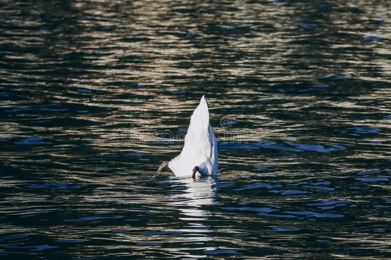 A swan diving in Lake Como stock image. Image of feather - 348304333