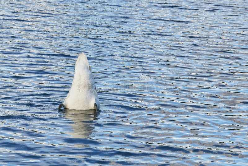 Swan Diving in a Serene Lake Stock Image - Image of ripples, diving ...