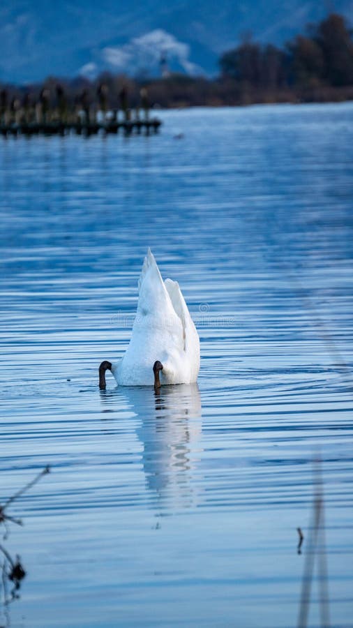 A swan diving stock photo. Image of diving, animals - 304719678