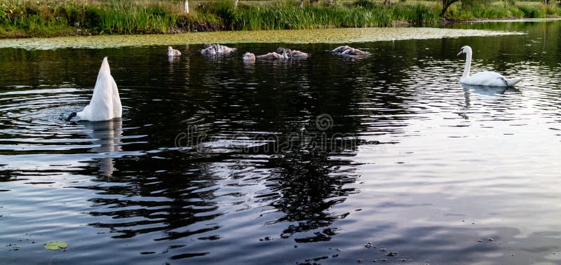 A Swan Diving Under the Water Stock Photo - Image of amazing, copy ...