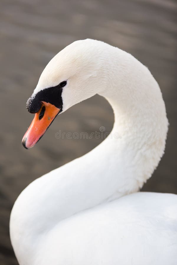 Swan stock image. Image of eies, neck, animal, beak, swan - 49098077