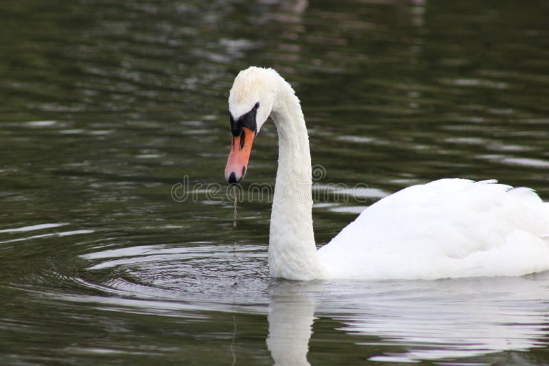 Swan Drinking Water on a Lake Stock Photo - Image of lakes, swan: 286133144