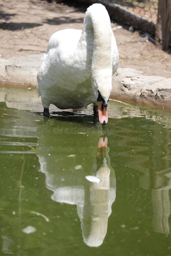 Swan Drinking Water in a Quiet Pond during Midday in a Natural Setting ...