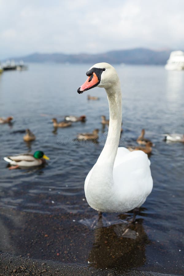 Swan and duck stock image. Image of swans, outdoors, feed - 92329383