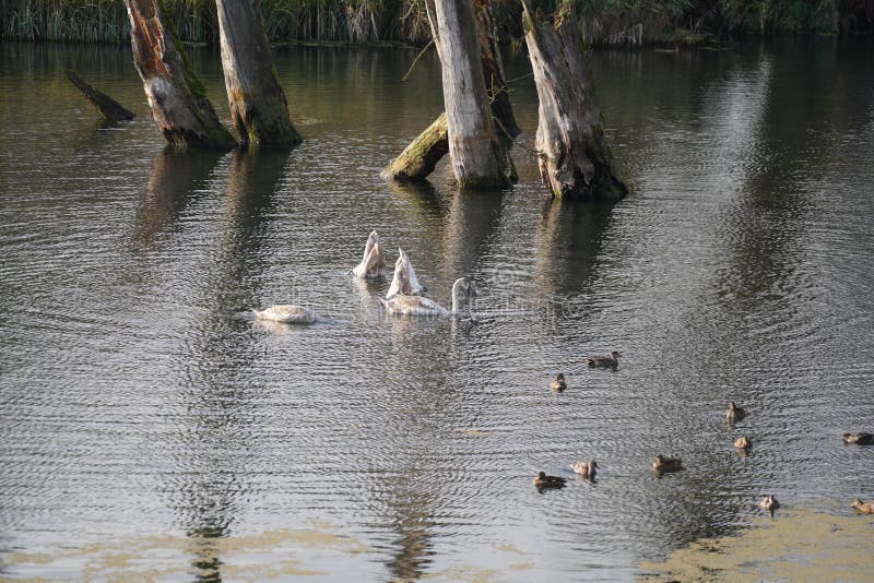 Swan, Duck or Cormorant at Danube River Stock Photo - Image of beauty ...